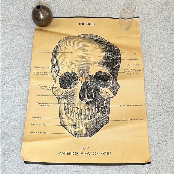 Art | The Skull Anatomy Poster | Poshmark